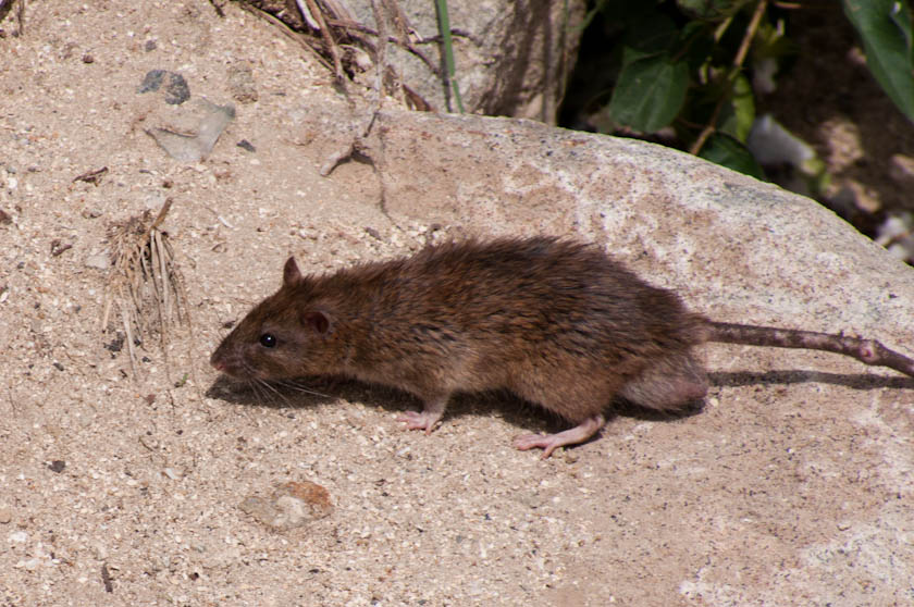 Rats – Wildlife of St. Martin