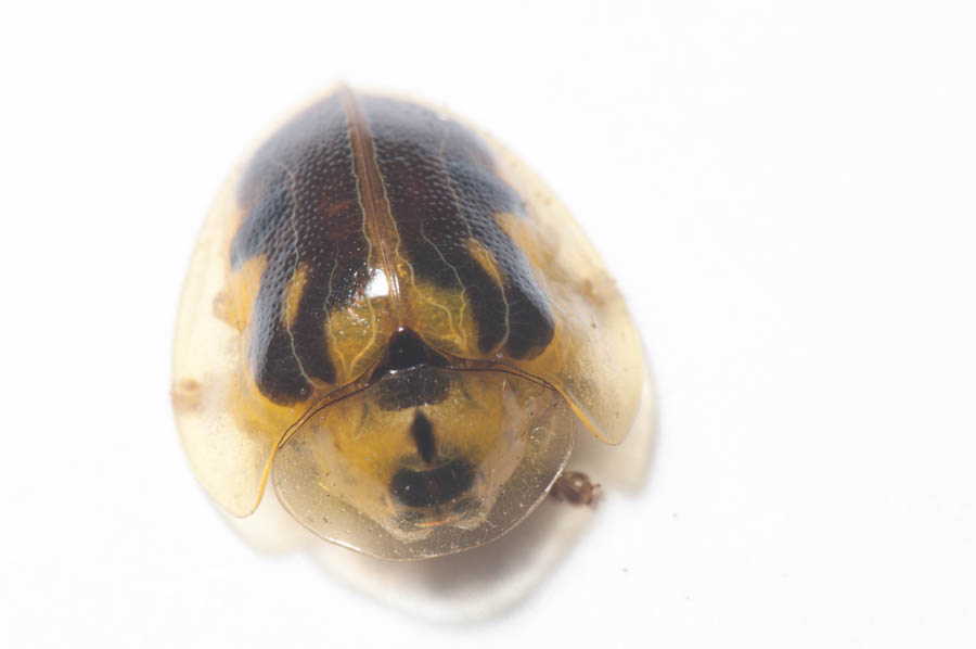 Mottled Tortoise Beetle | Wildlife of St. Martin