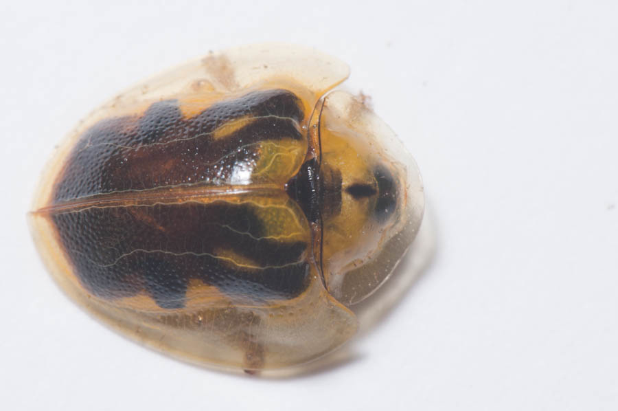 Mottled Tortoise Beetle | Wildlife of St. Martin