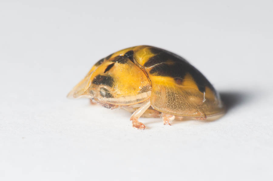 Mottled Tortoise Beetle | Wildlife of St. Martin