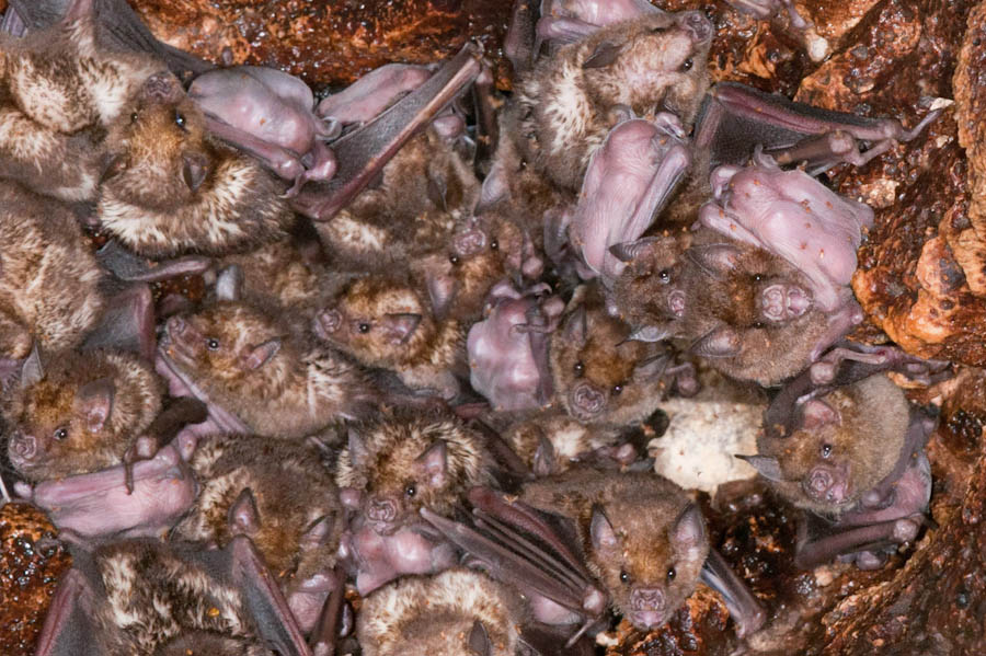 Bat Maternity Colony | Wildlife of St. Martin