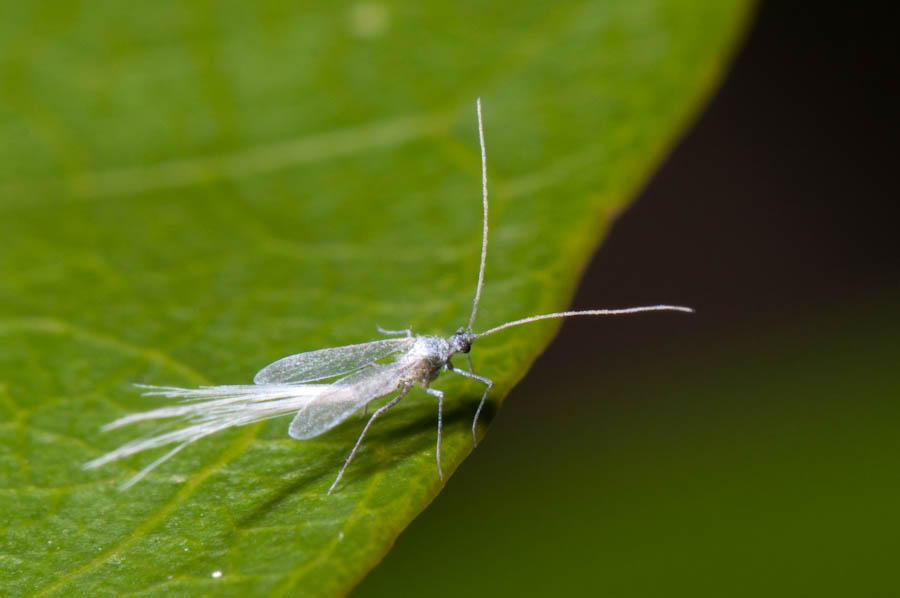 Ensign Coccid – Wildlife of St. Martin