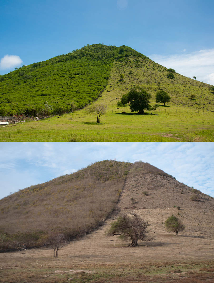 Dry Island | Wildlife of St. Martin