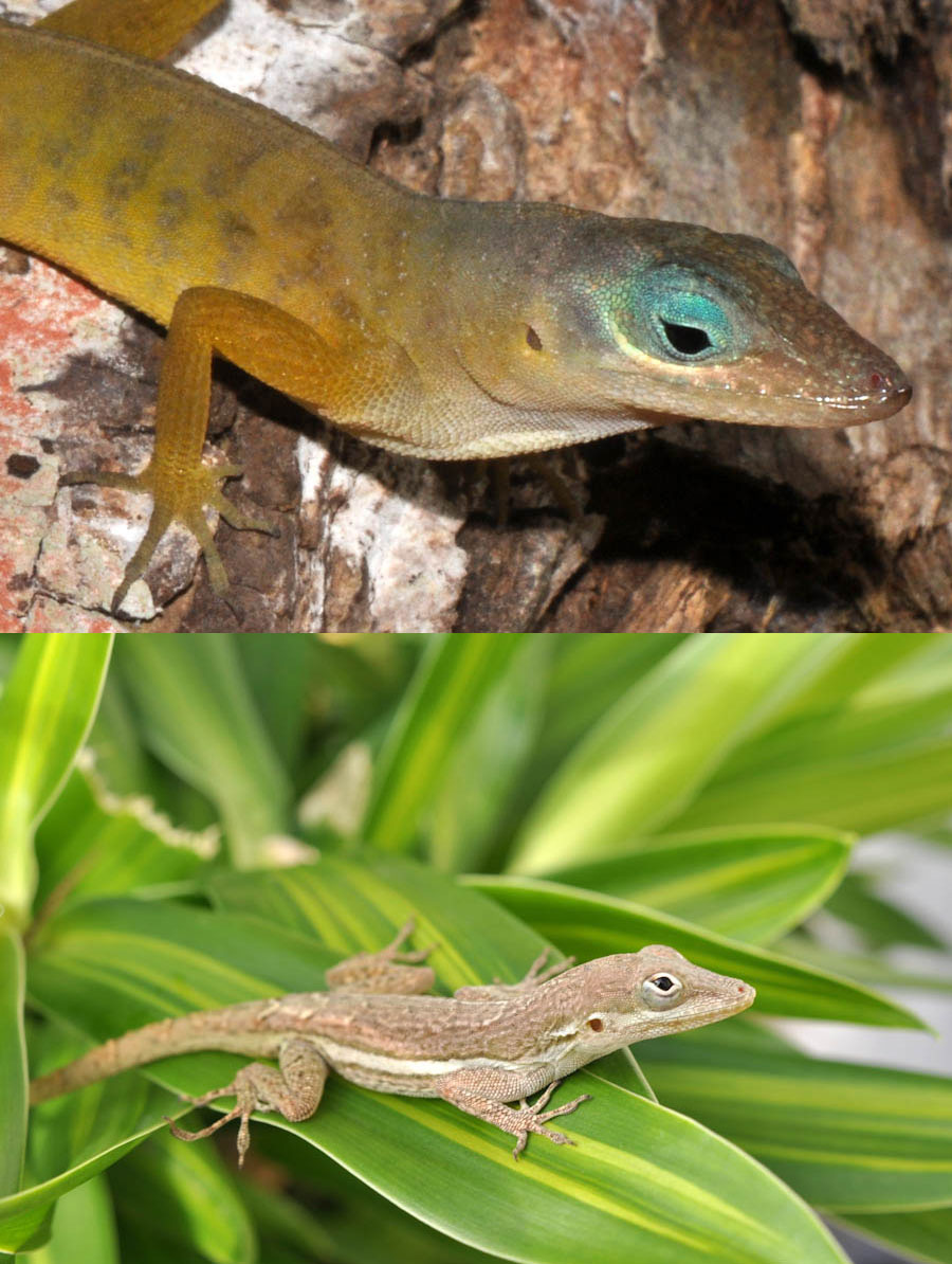 How We Got Two Anoles – Wildlife of St. Martin