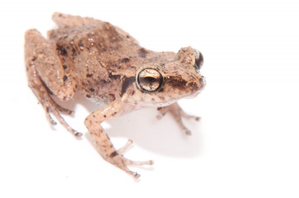 Frogs! | Wildlife of St. Martin