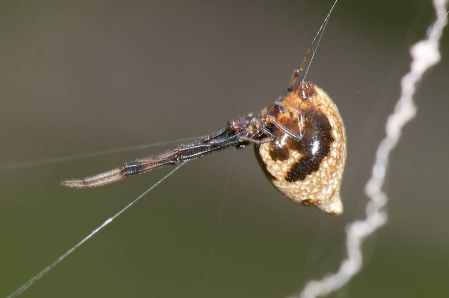 Spider Thieves – Wildlife of St. Martin