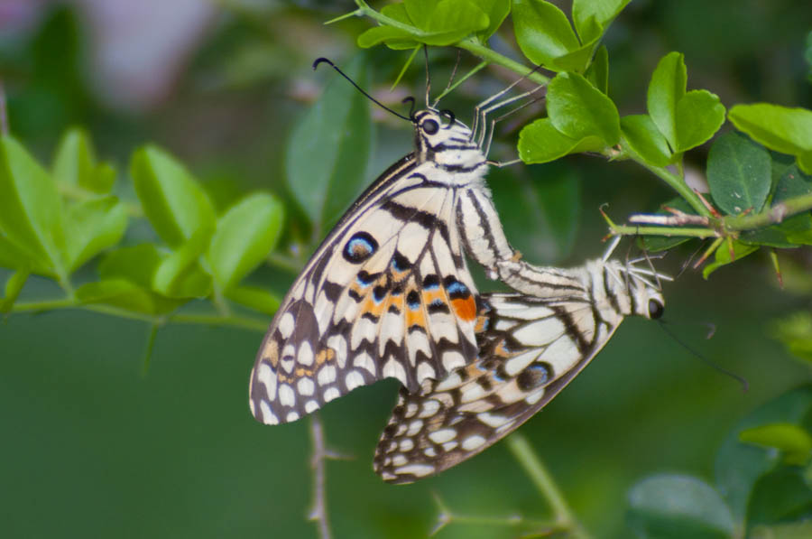 Mating Checkered Swallowtails – Wildlife of St. Martin