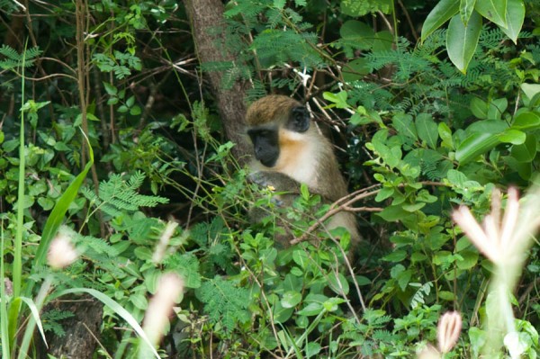 Monkey Business | Wildlife of St. Martin